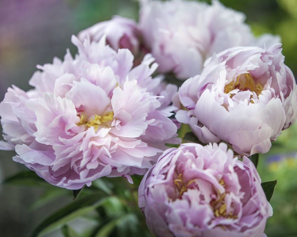 Pink Peonies Bundle Pictures, Photos, and Images for Facebook, Tumblr, Pinterest, and Twitter