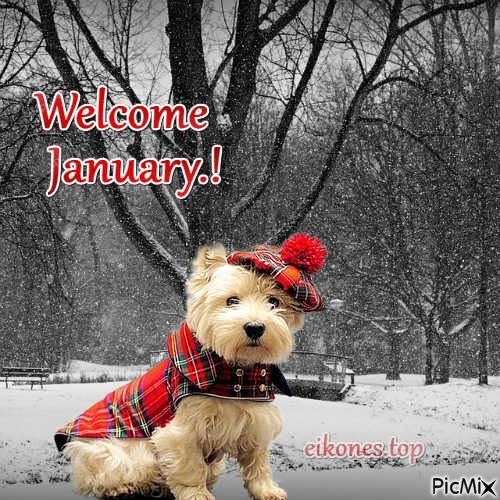 Welcome January Doggy Pictures, Photos, and Images for Facebook, Tumblr, Pinterest, and Twitter