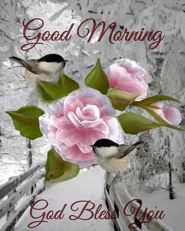 Good Morning, God Bless You Pictures, Photos, and Images for Facebook ...