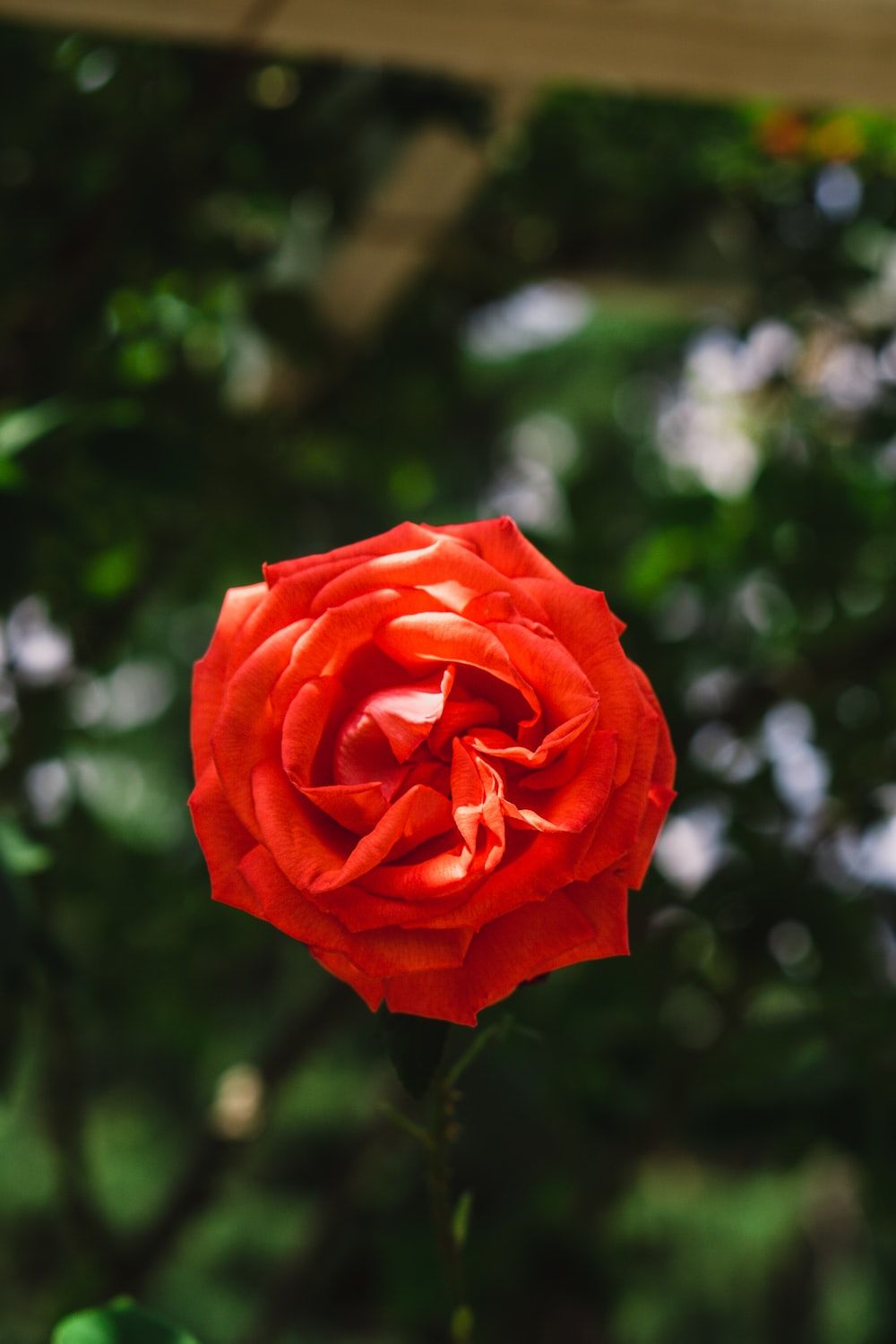 Red Orange Blooming Rose Pictures, Photos, and Images for Facebook ...
