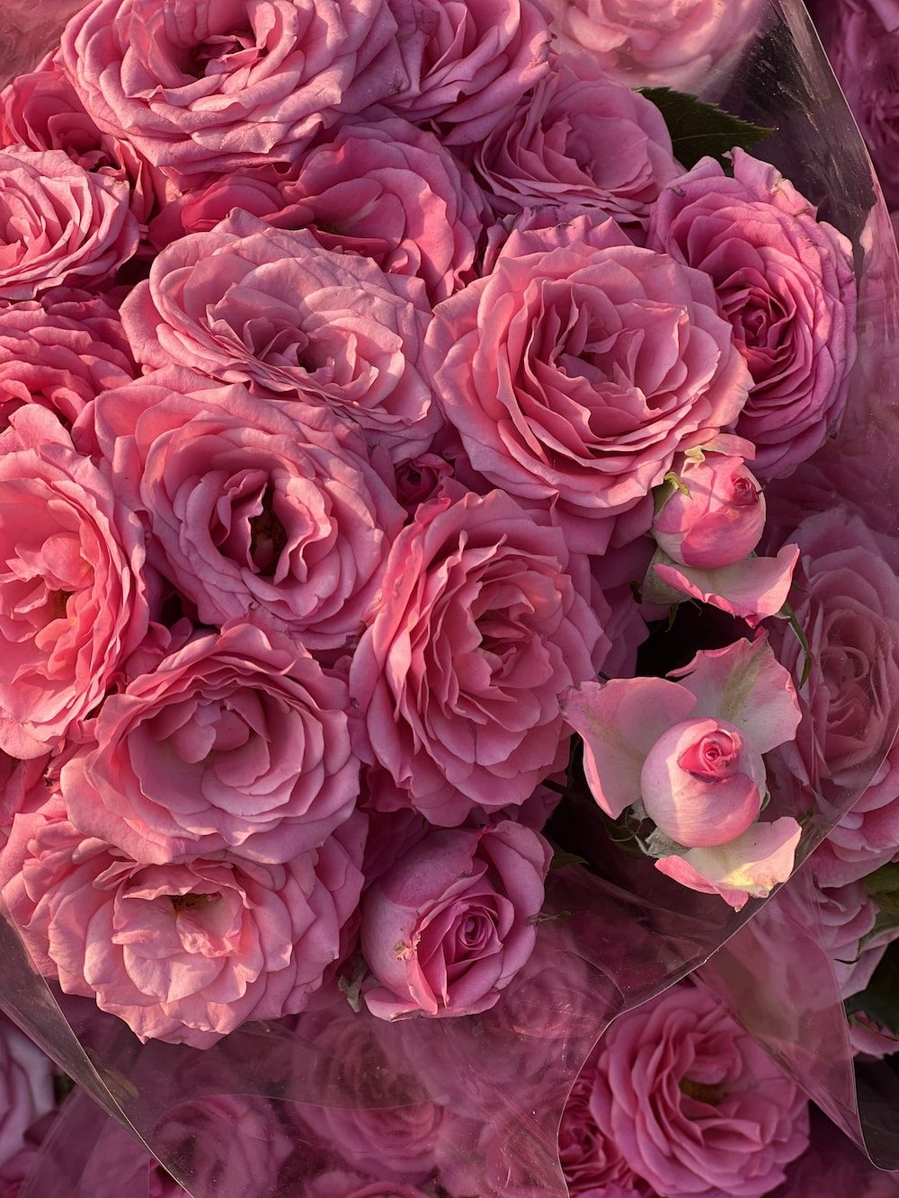 Bunch Of Pink Peonies Pictures, Photos, and Images for Facebook, Tumblr ...