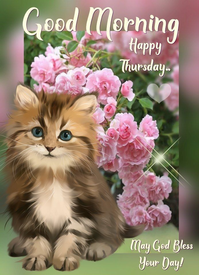 Little Kitten - Good Morning, Happy Thursday Pictures, Photos, and ...