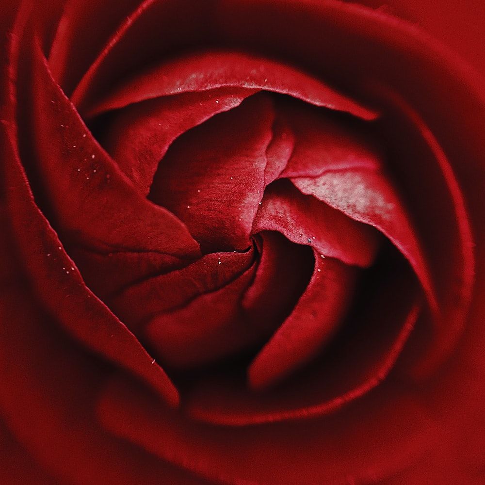 Close Up Of Rose Pictures, Photos, and Images for Facebook, Tumblr ...