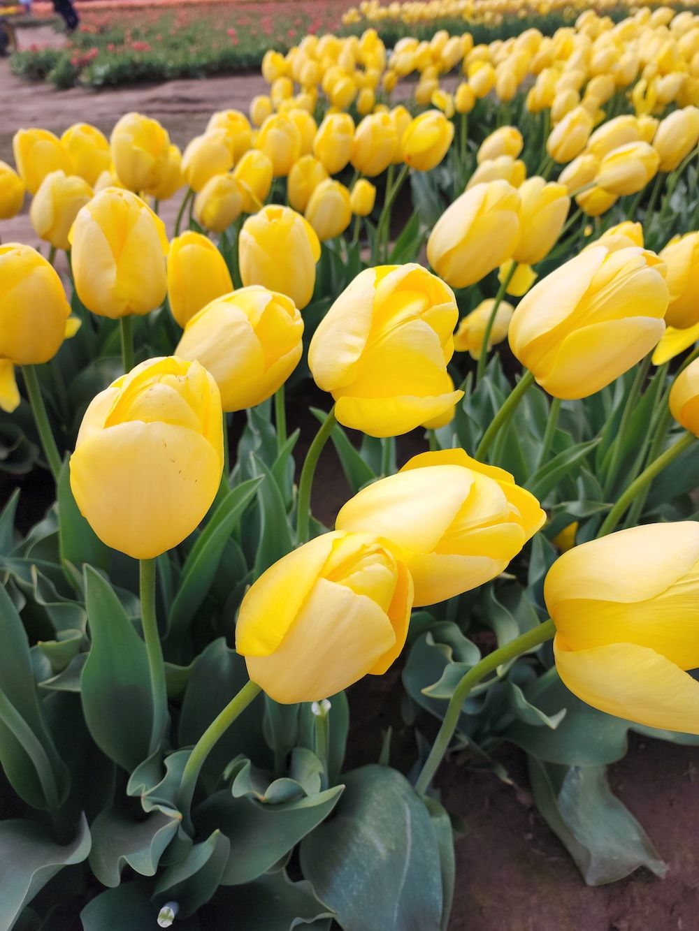 Field Of Yellow Tulips Pictures, Photos, and Images for Facebook, Tumblr, Pinterest, and Twitter