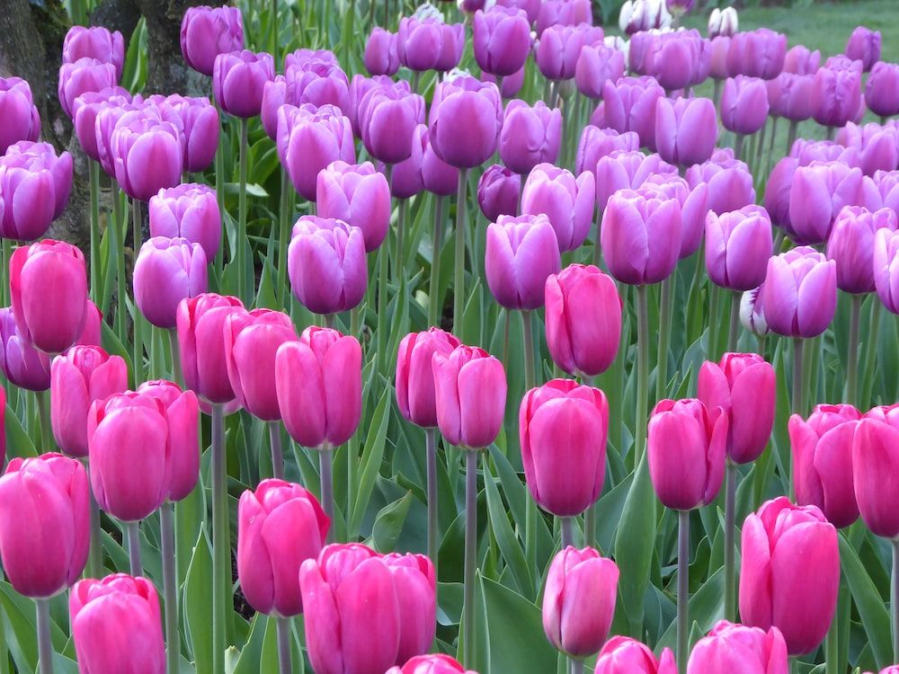 Pink And Purple Tulip Field Pictures, Photos, and Images for Facebook ...