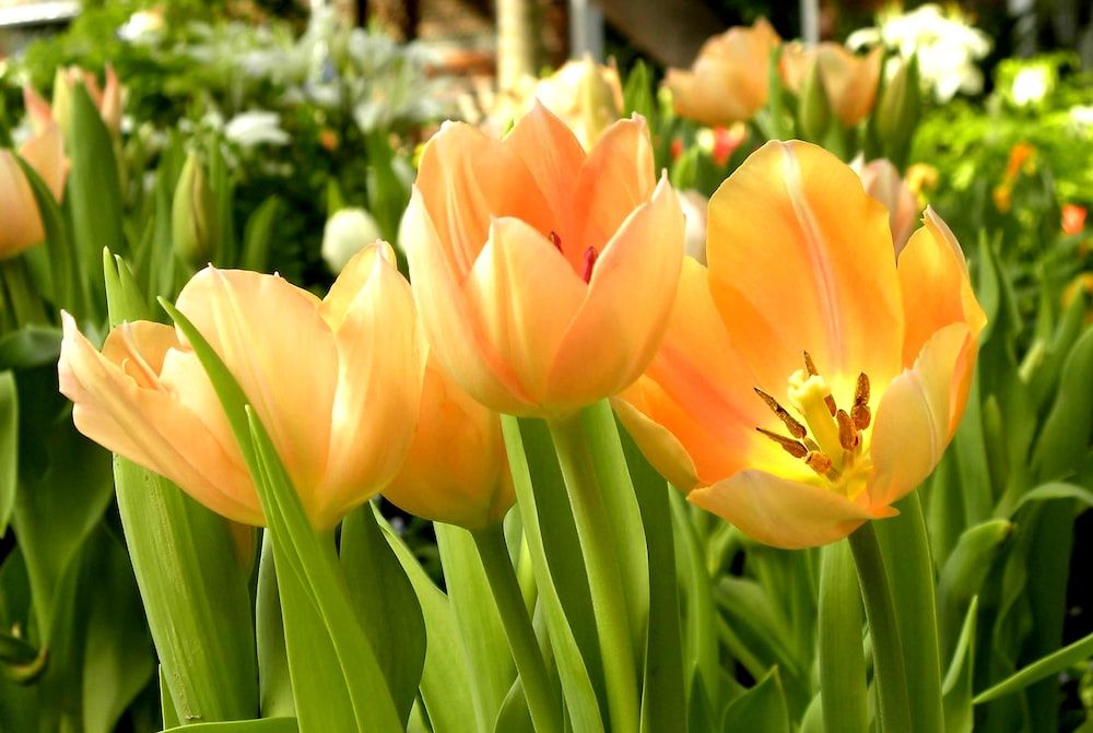 Peach Tulips Pictures, Photos, and Images for Facebook, Tumblr ...