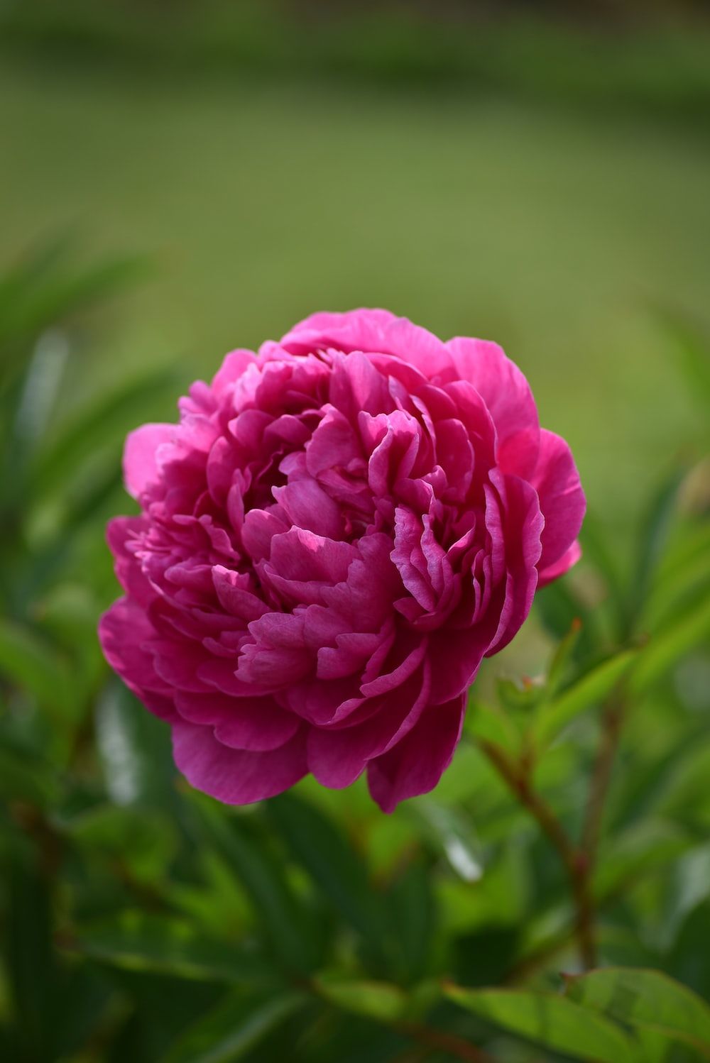 Hot Pink Peony Pictures, Photos, and Images for Facebook, Tumblr ...