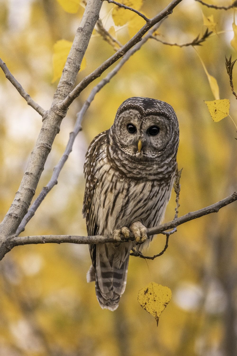 Owl Pictures, Photos, and Images for Facebook, Tumblr, Pinterest, and ...