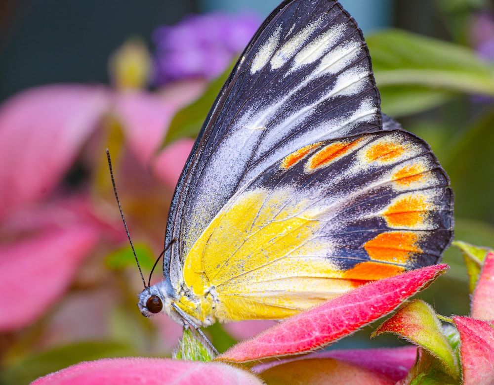 Close Up Of Gorgeous Butterfly Pictures, Photos, and Images for ...