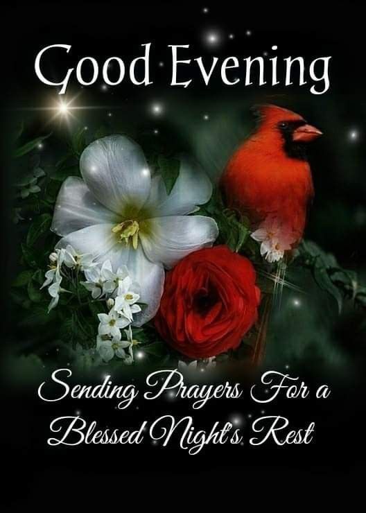 Good Evening. Sending Prayers For A Blessed Night's Rest. Pictures ...