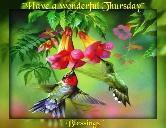 Hummingbird Wonderful Thursday Quote Pictures, Photos, and Images for ...