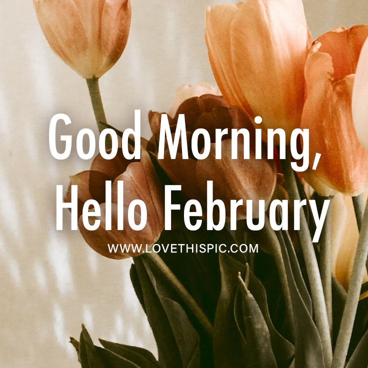 Orange Tulips - Good Morning, Hello February Pictures, Photos, and ...
