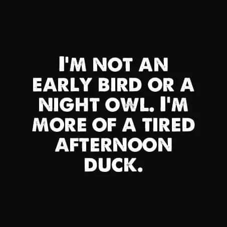 I'm More Of A Tired Afternoon Duck. Pictures, Photos, and Images for ...