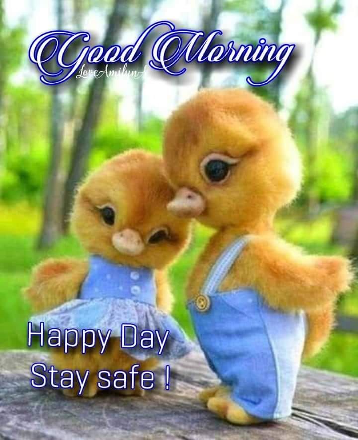 Good Morning. Happy Day, Stay Safe! Pictures, Photos, and Images for ...