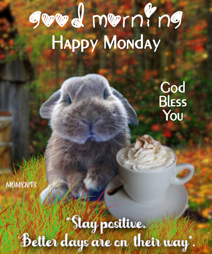 Cute Bunny With Coffee - Good Morning, Happy Monday Pictures, Photos ...