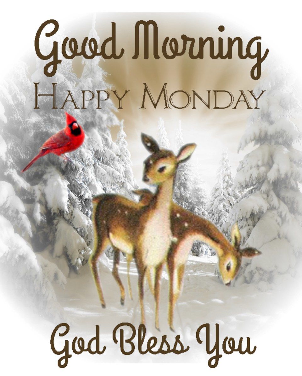 Cardinal Deer - Good Morning, Happy Monday Pictures, Photos, and Images ...