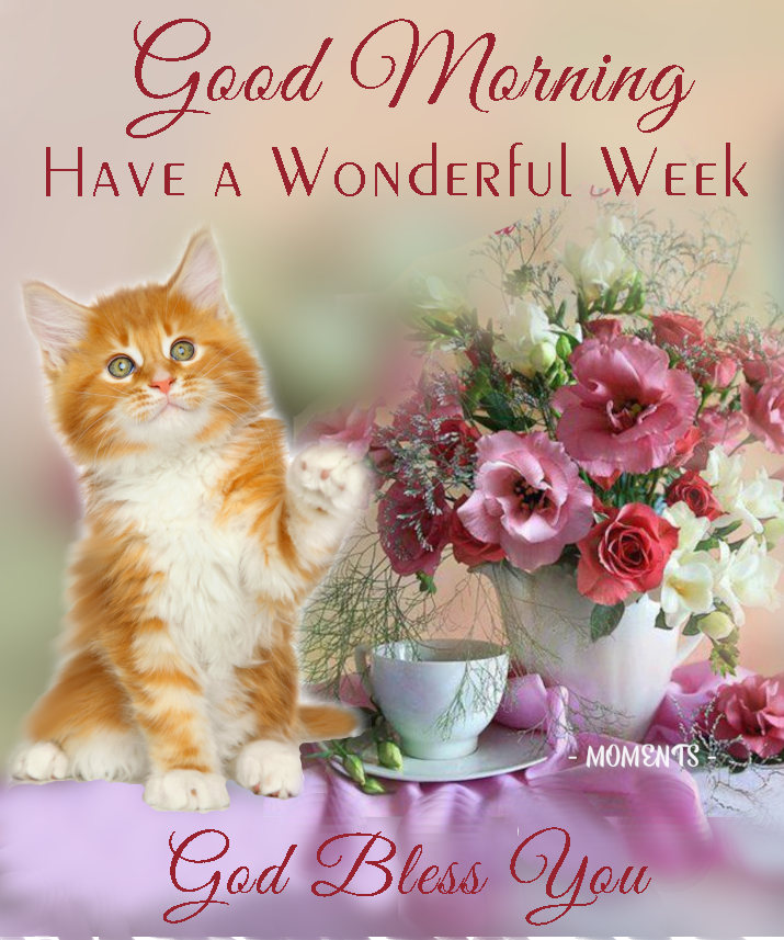 Cat With Vase Of Flowers - Good Morning, Have A Wonderful Week Pictures ...