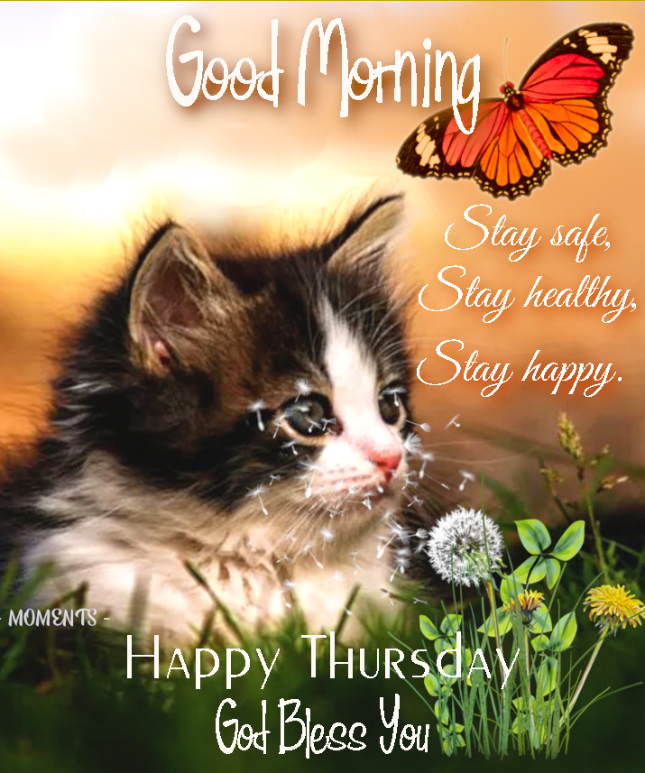 Stay Safe. Stay Healthy. Stay Happy. Good Morning. Happy Thursday ...