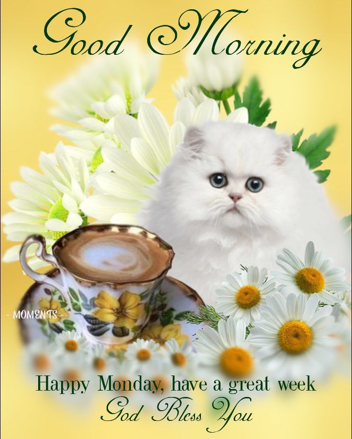 White Cat And Daisies - Good Morning, Happy Monday Pictures, Photos ...