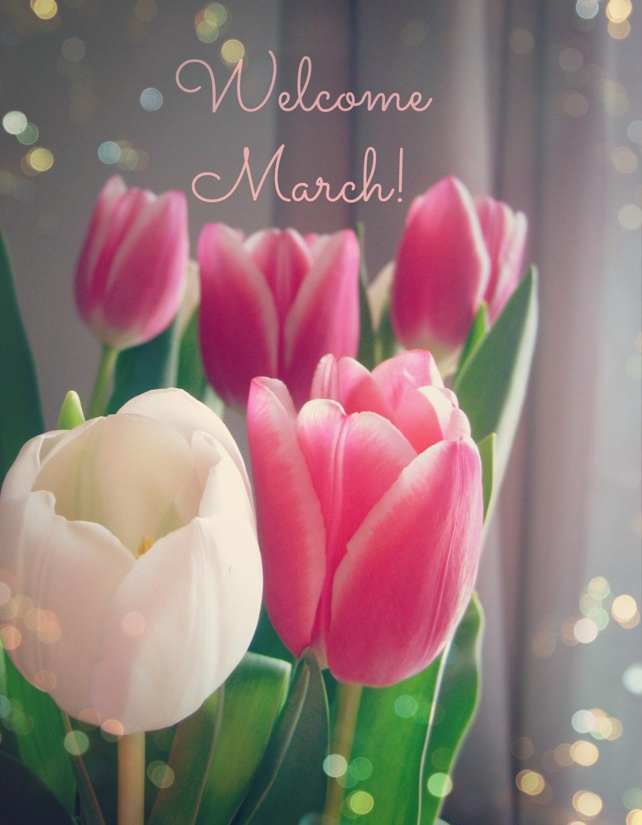 Welcome March Pink And White Tulips Pictures, Photos, and Images for ...