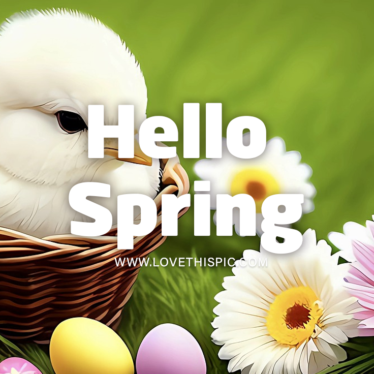 White Chick - Hello Spring Quote Pictures, Photos, and Images for ...