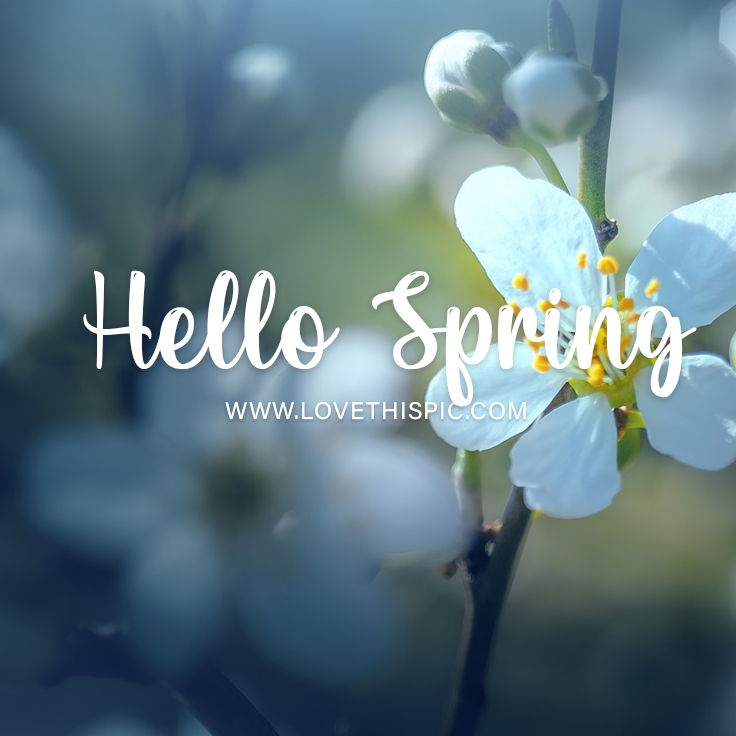White Flower Blossom - Hello Spring Quote Pictures, Photos, and Images ...
