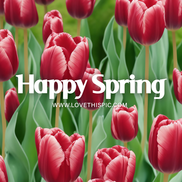 Red Tulip Happy Spring Quote Pictures, Photos, and Images for Facebook ...
