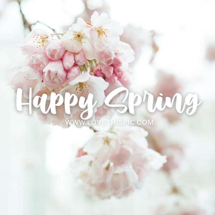 White & Pink Cherry Blossom - Happy Spring Pictures, Photos, and Images ...