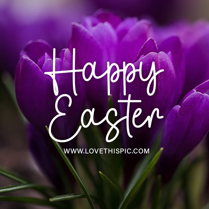 Purple Tulips - Happy Easter Pictures, Photos, and Images for Facebook ...