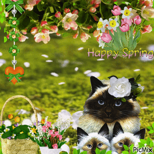 Happy Spring Kitten