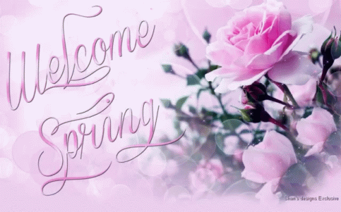 Welcome Spring Rose Gif Pictures, Photos, and Images for Facebook ...