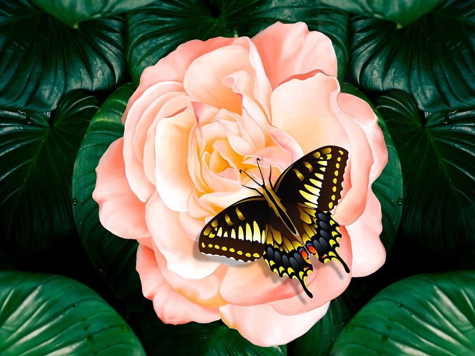 Butterfly On Rose Pictures, Photos, and Images for Facebook, Tumblr ...