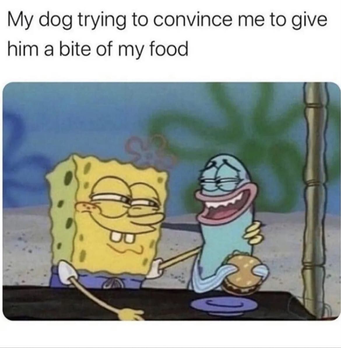 My Dog Trying To Convince Me To Give Him A Bite Of My Food Pictures ...