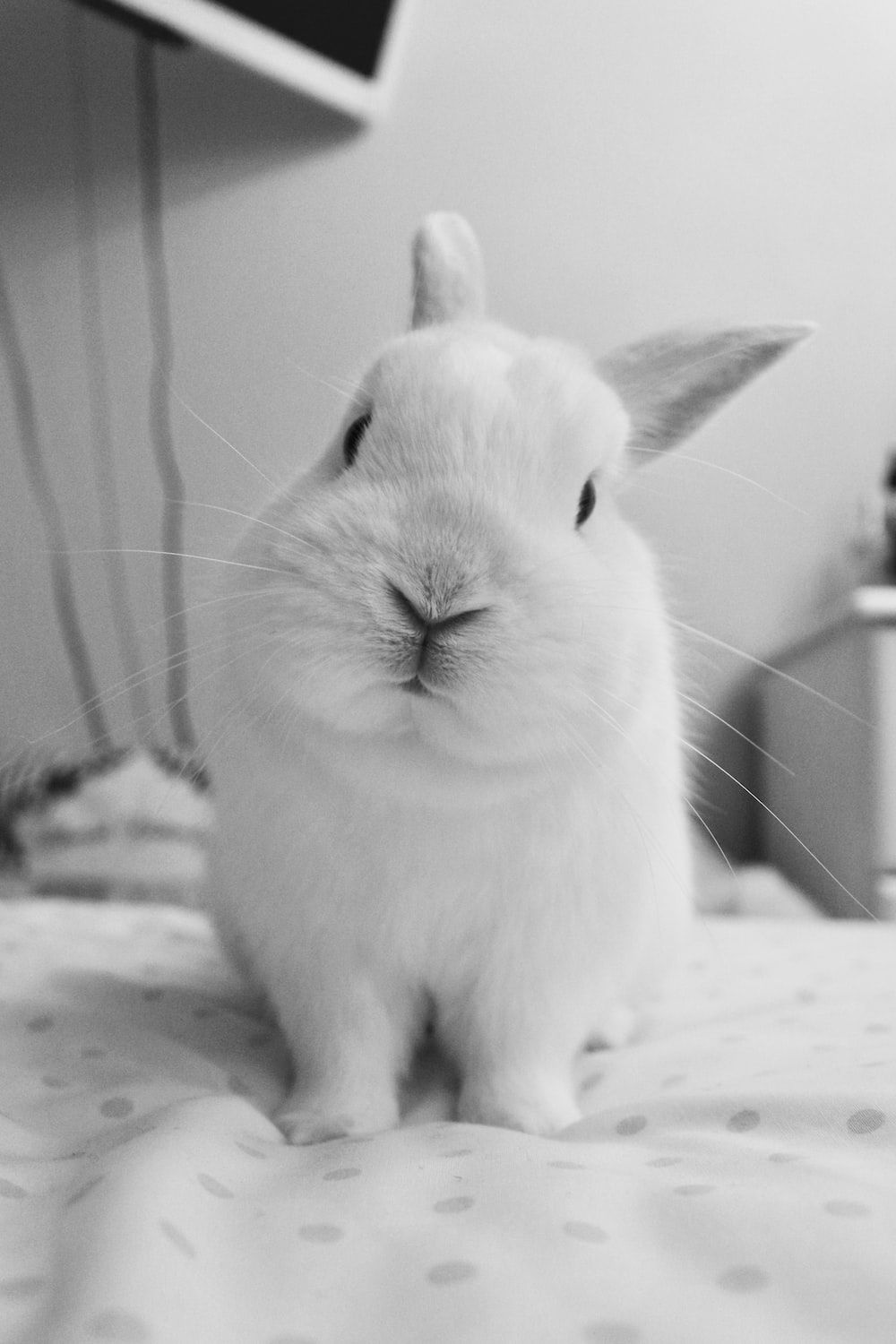 Greyscale Rabbit Pictures, Photos, and Images for Facebook, Tumblr ...