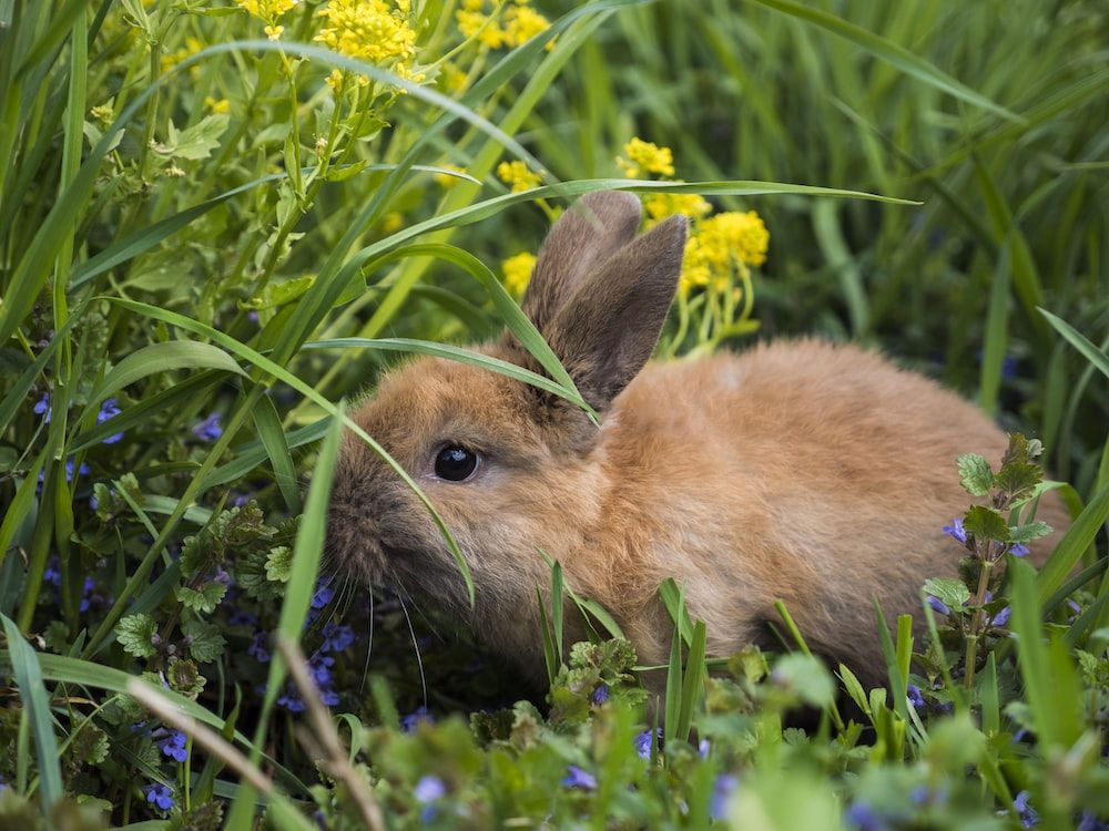 Brown Bunny In Grass Pictures, Photos, and Images for Facebook, Tumblr ...