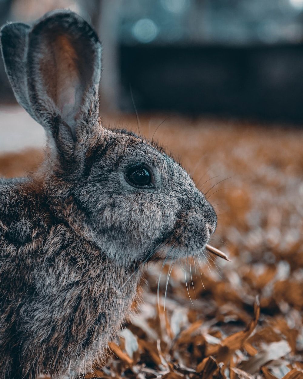 Closeup Of Brown And Grey Rabbit Pictures, Photos, and Images for ...