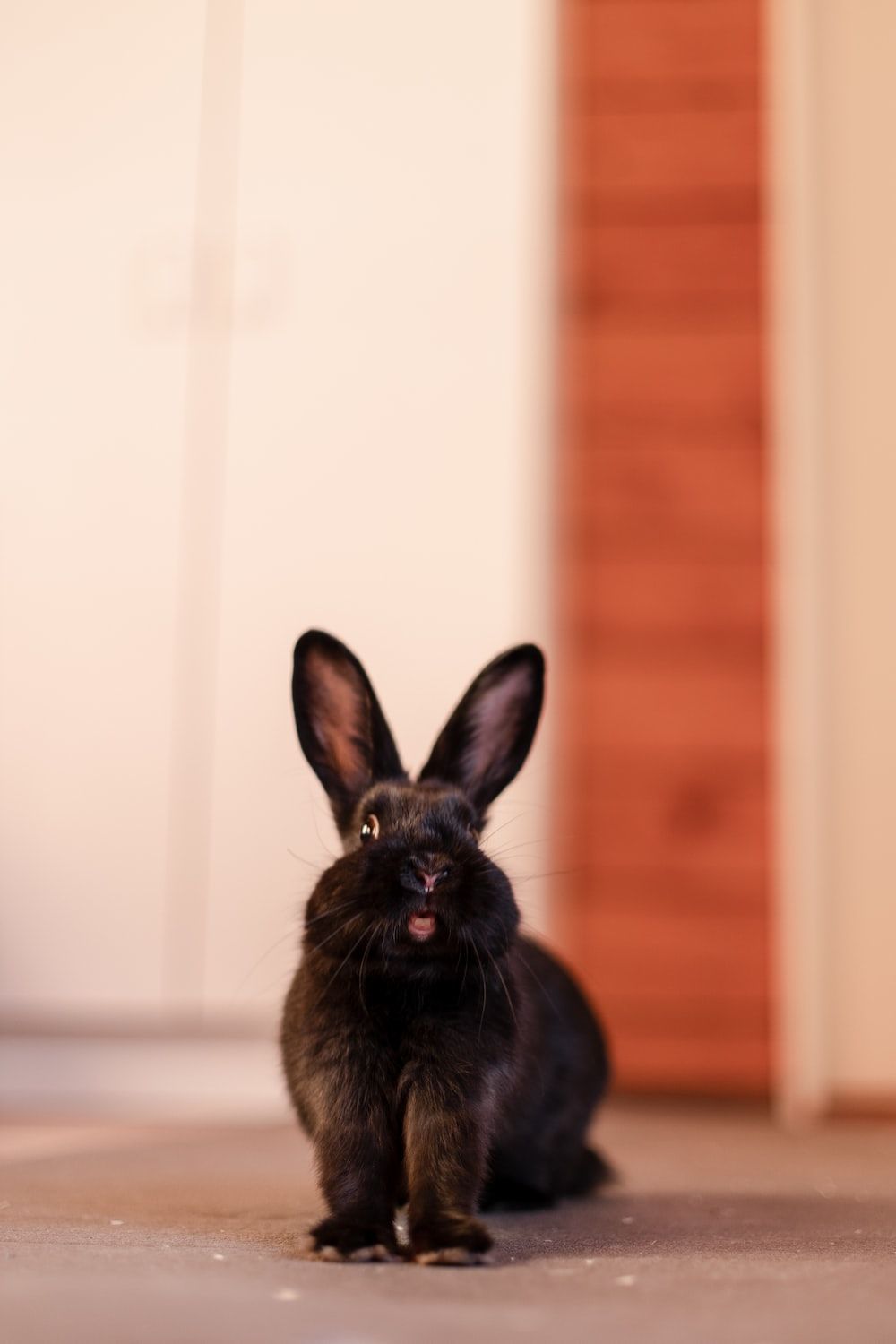 Black Rabbit Pictures, Photos, and Images for Facebook, Tumblr ...