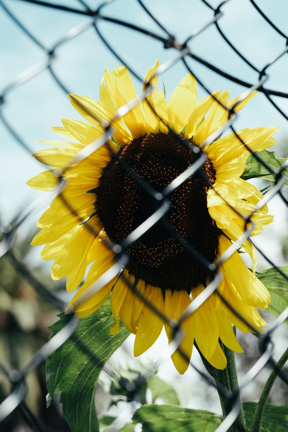 Sunflower Behind Fence Pictures, Photos, and Images for Facebook ...