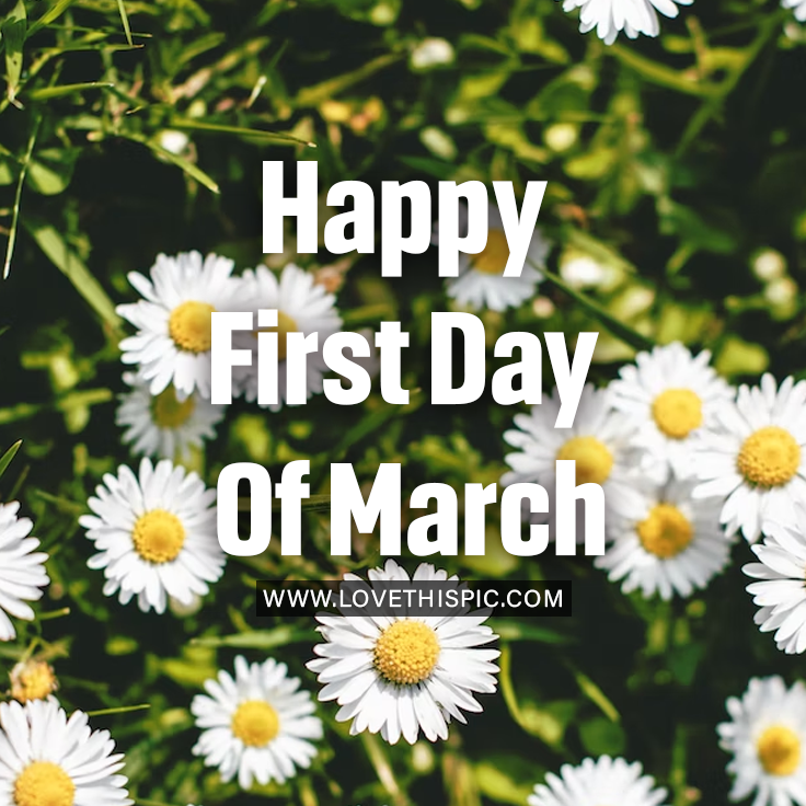 Daisy Closeup - Happy First Day Of March Pictures, Photos, and Images ...
