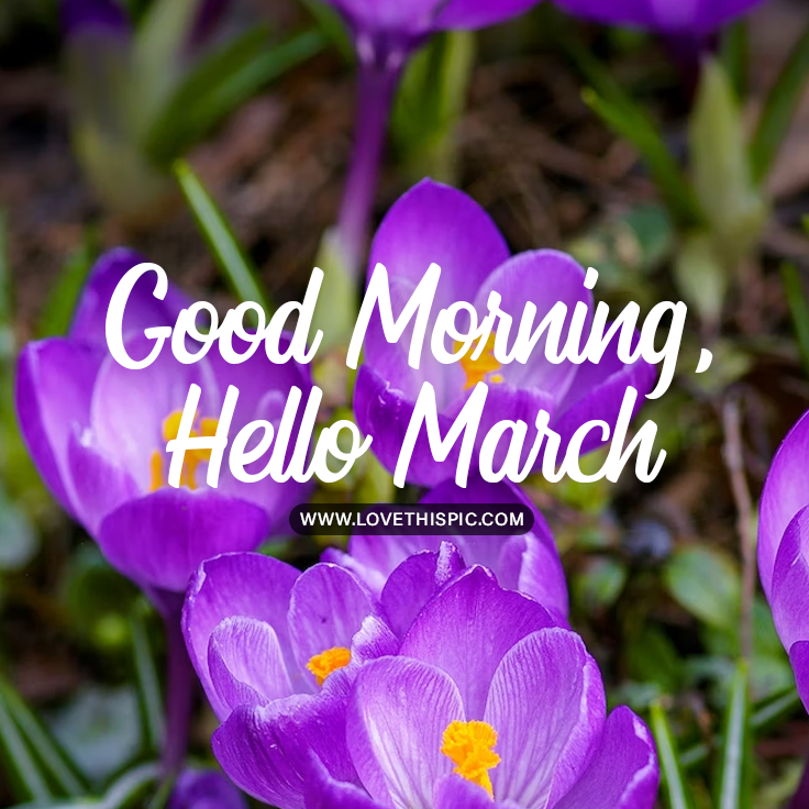 Good Morning, Hello March Greeting With Purple Crocus Pictures, Photos ...
