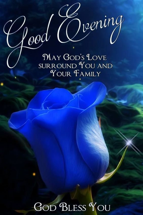 Blue Rose Good Evening Message Pictures, Photos, and Images for ...
