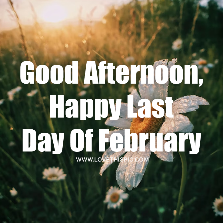 White Daisy - Good Afternoon, Happy Last Day Of February Pictures ...