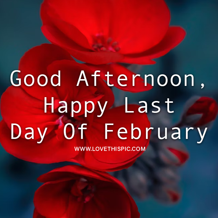 Red Flower - Good Afternoon, Happy Last Day Of February Pictures ...