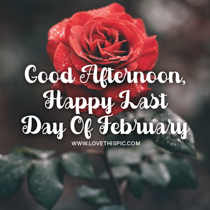 Good Afternoon Red Rose