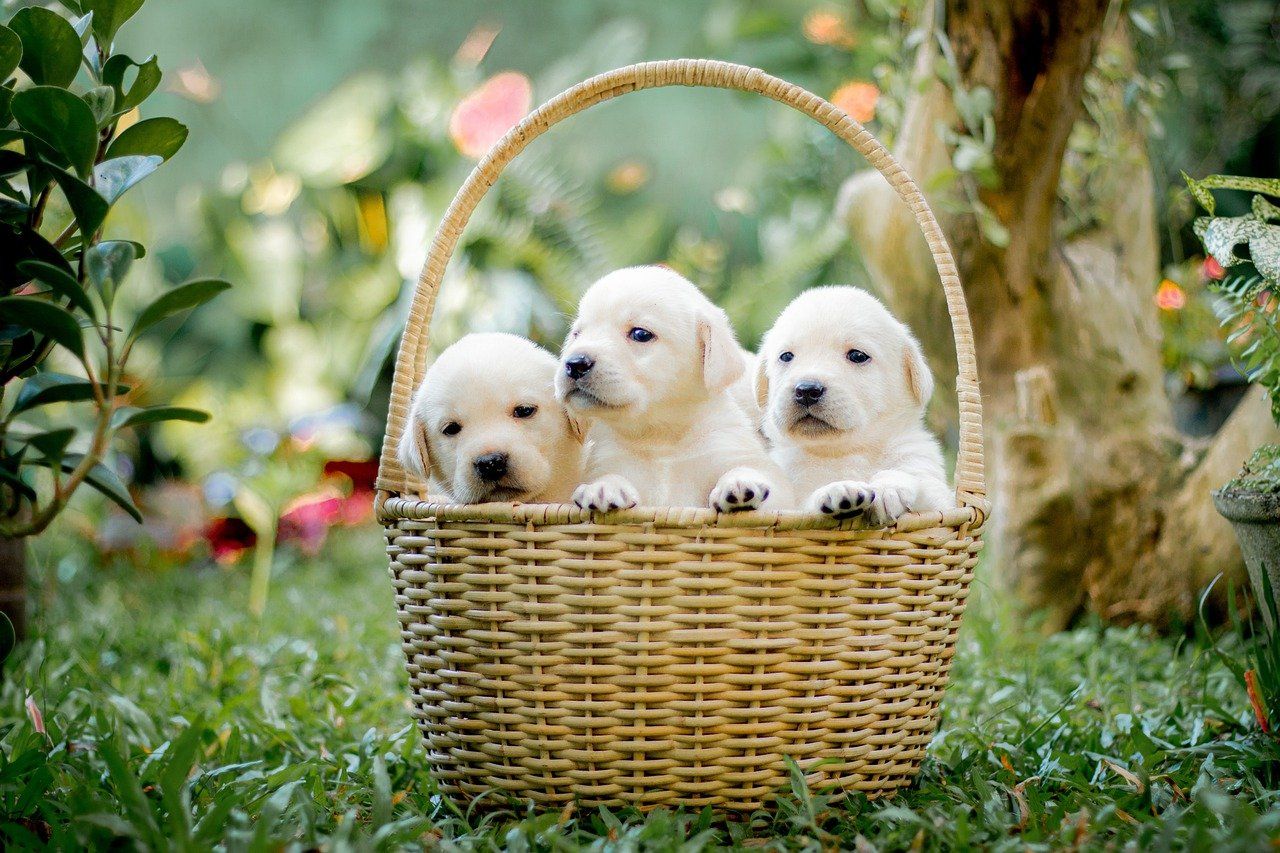 Basket Of Puppies Pictures, Photos, and Images for Facebook, Tumblr ...