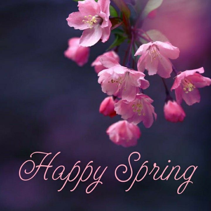 Happy Spring Floral Quote Pictures, Photos, and Images for Facebook ...