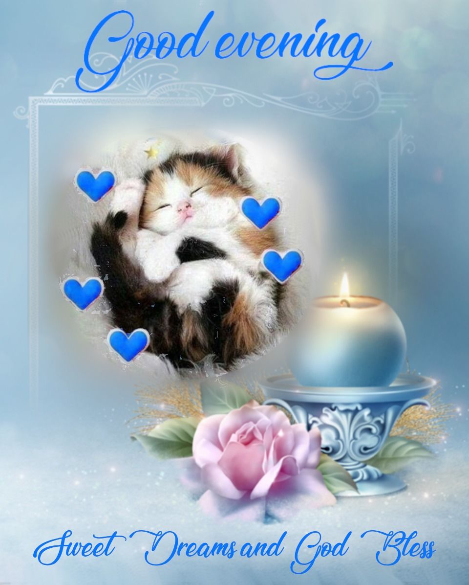 Sleep Kitten - Good Evening Pictures, Photos, and Images for Facebook ...