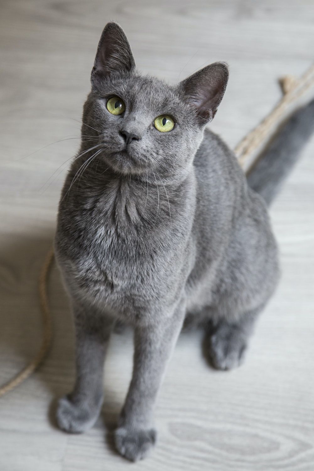 Beautiful Grey Cat Pictures, Photos, and Images for Facebook, Tumblr ...