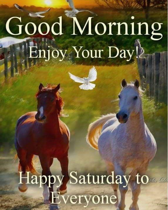 Running Horses - Good Morning Enjoy Your Day! Happy Saturday To ...