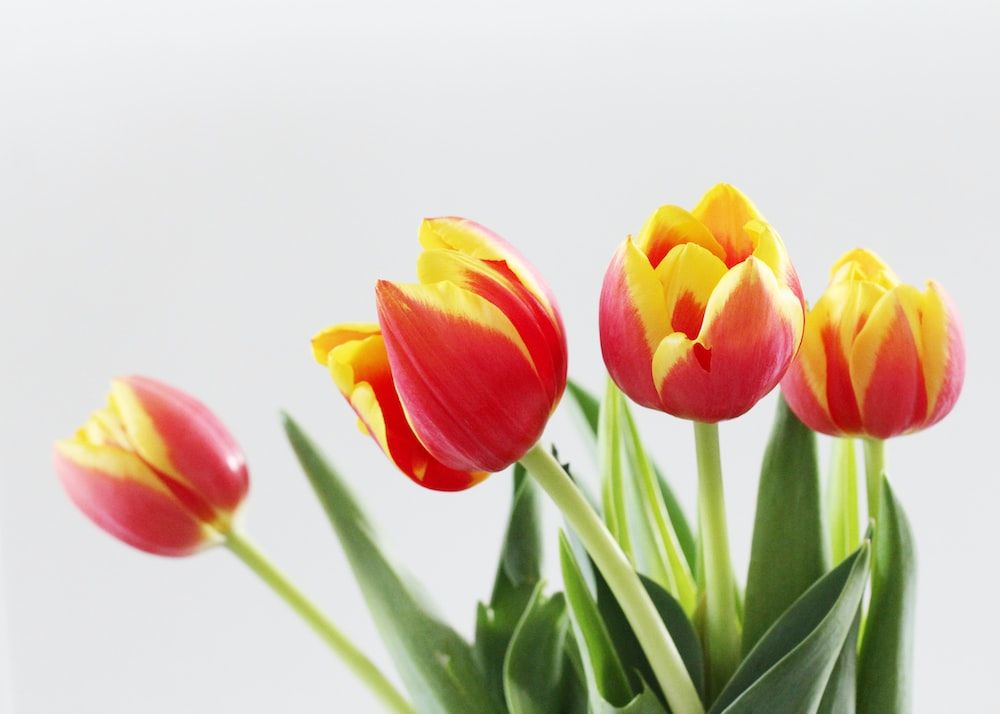 Red - Yellow Tulips Pictures, Photos, and Images for Facebook, Tumblr ...